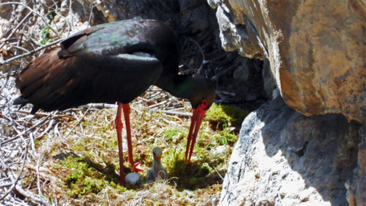Cilento, nuovo nido di cicogna nera: secondo avvistamento nel Parco ...